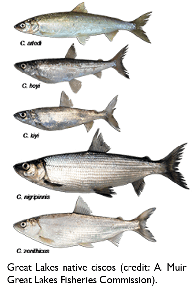 August 12, 2021—Larval ecology of native Coregonine fish in the Great ...